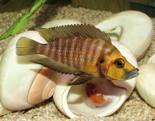 Compressiceps Cichlid