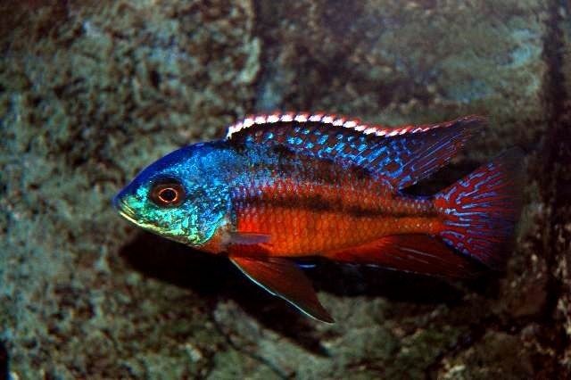Red Empress Cichlid (Protomelas taeniolatus) | WHOLESALE INDONESIA ...
