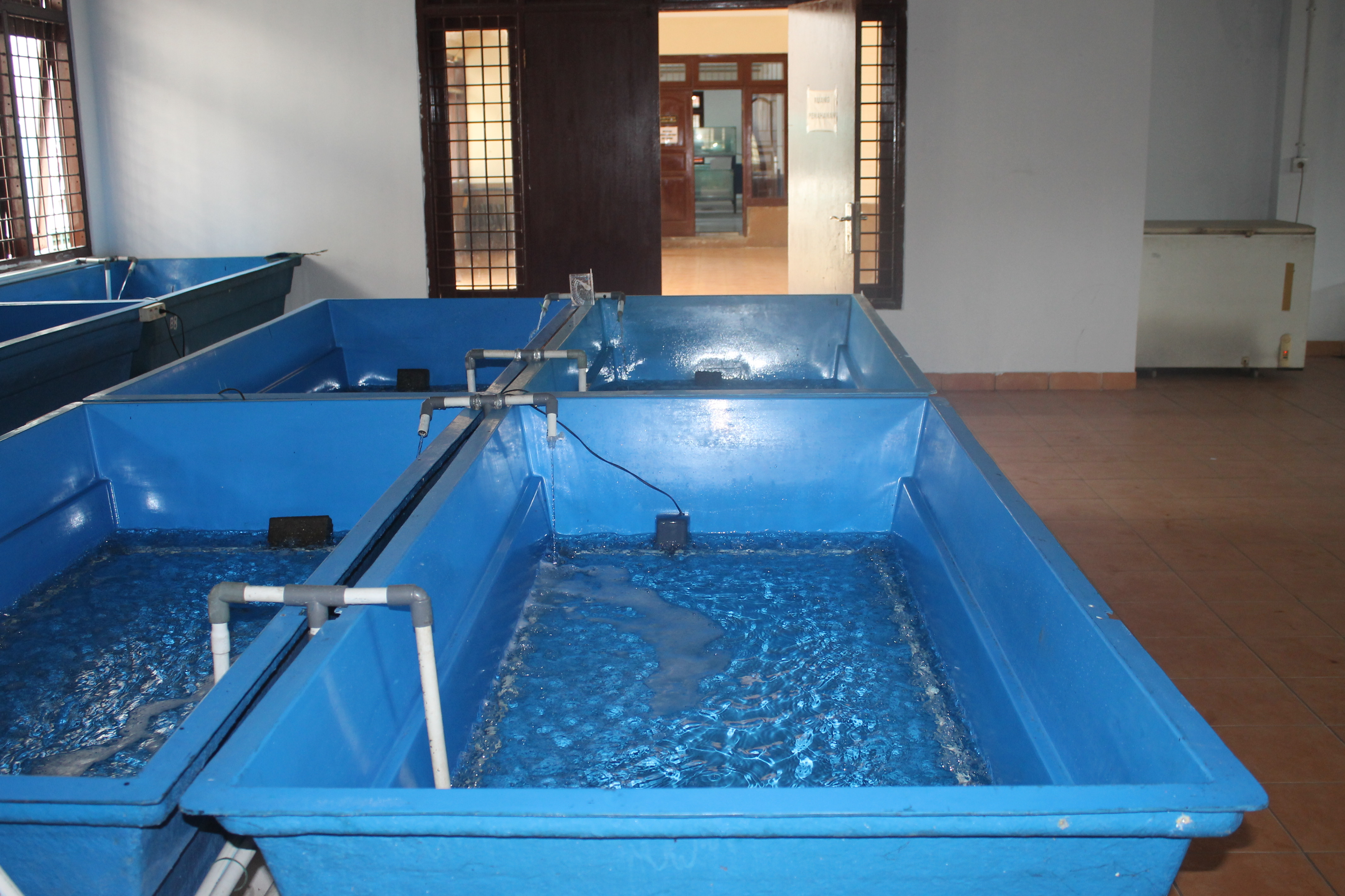 The Freshwater Quarantine Tank | WHOLESALE INDONESIA TROPICAL FISH ...