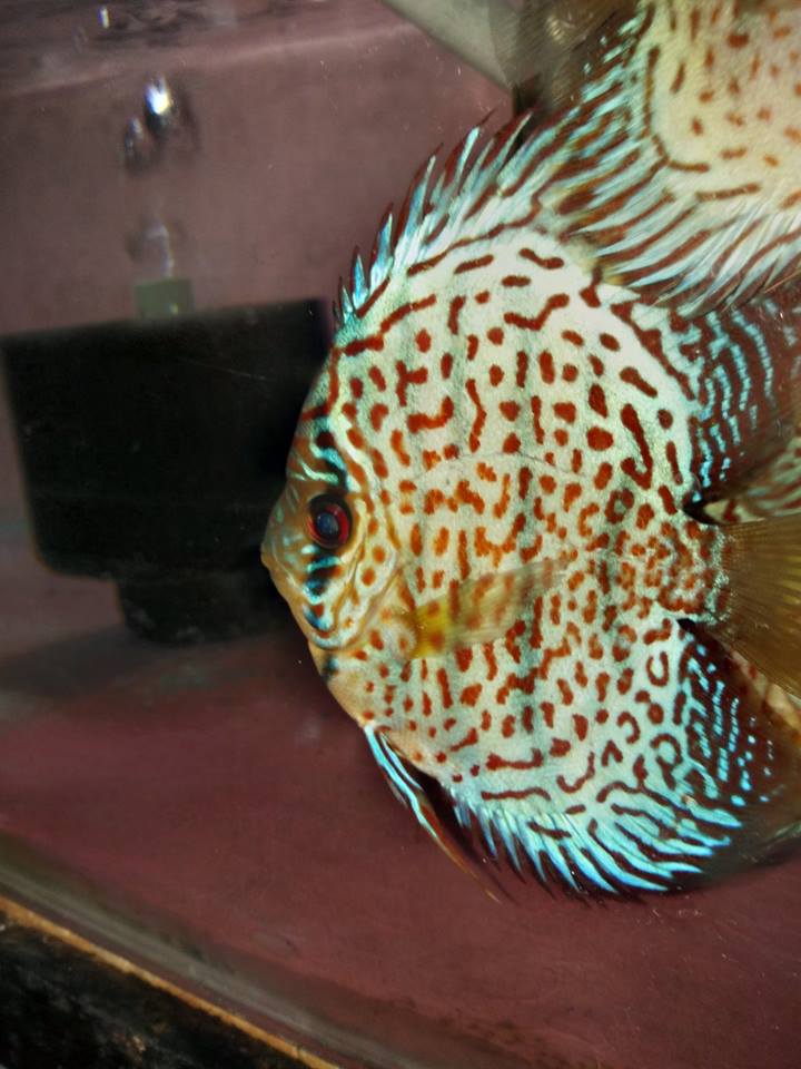 Discus | WHOLESALE INDONESIA TROPICAL FISH / AQUARIUM FISH / RARE ...