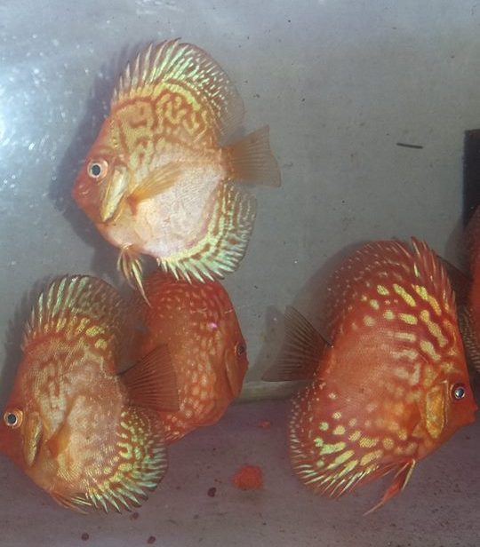 Discus | WHOLESALE INDONESIA TROPICAL FISH / AQUARIUM FISH / RARE ...