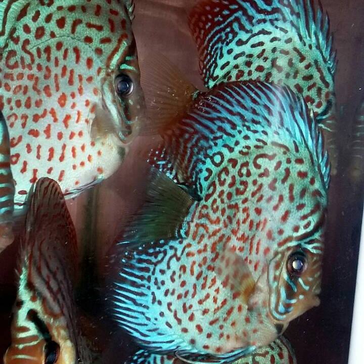 Discus | WHOLESALE INDONESIA TROPICAL FISH / AQUARIUM FISH / RARE ...