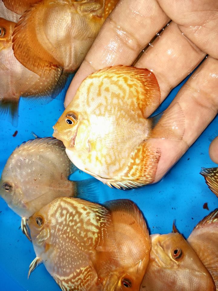 Discus | WHOLESALE INDONESIA TROPICAL FISH / AQUARIUM FISH / RARE ...
