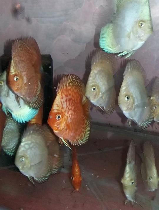 Discus | WHOLESALE INDONESIA TROPICAL FISH / AQUARIUM FISH / RARE ...