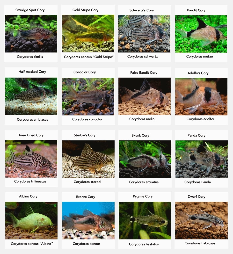 Giant Raphael Catfish / Giant Talking Catfish (Megalodoras uranoscopus ...