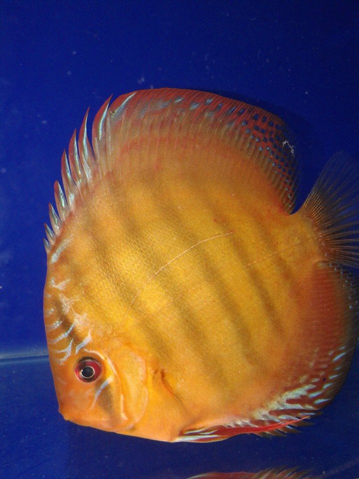 Discus | WHOLESALE INDONESIA TROPICAL FISH / AQUARIUM FISH / RARE ...
