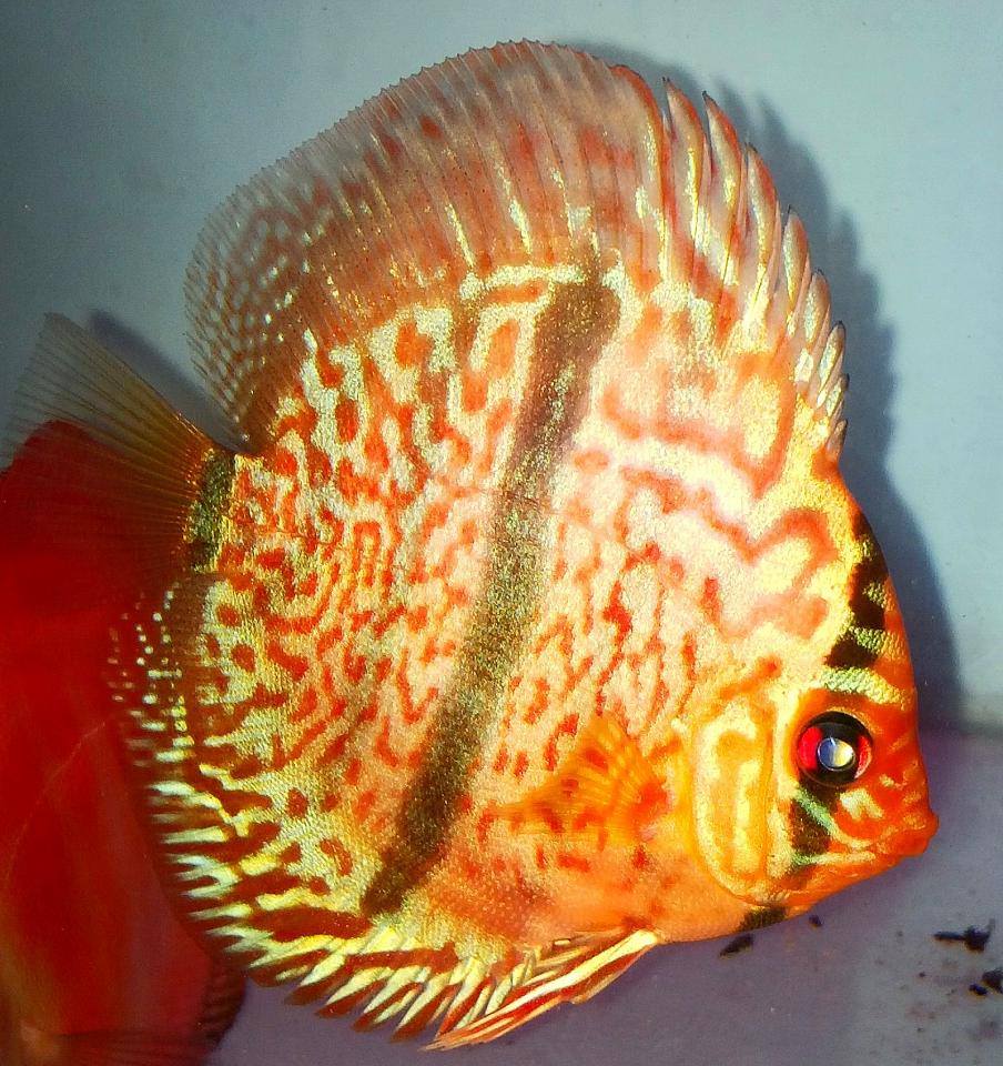 Discus | WHOLESALE INDONESIA TROPICAL FISH / AQUARIUM FISH / RARE ...