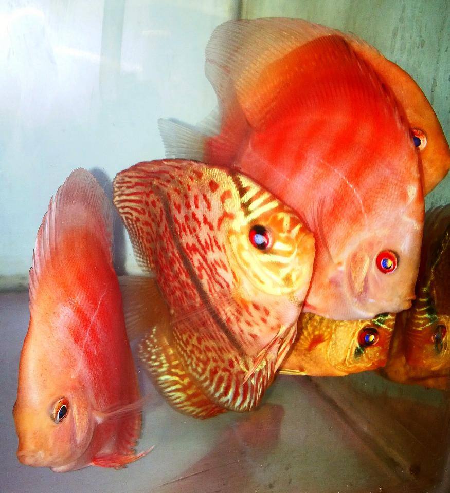 Discus | WHOLESALE INDONESIA TROPICAL FISH / AQUARIUM FISH / RARE ...