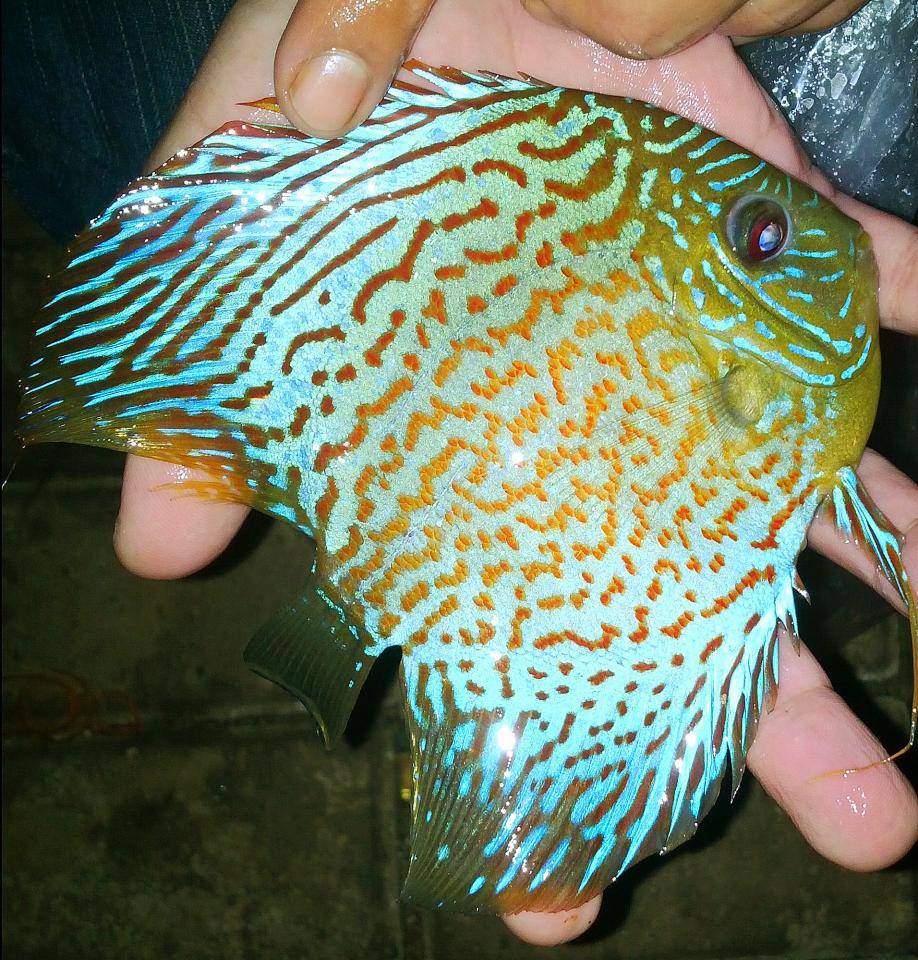Discus | WHOLESALE INDONESIA TROPICAL FISH / AQUARIUM FISH / RARE ...