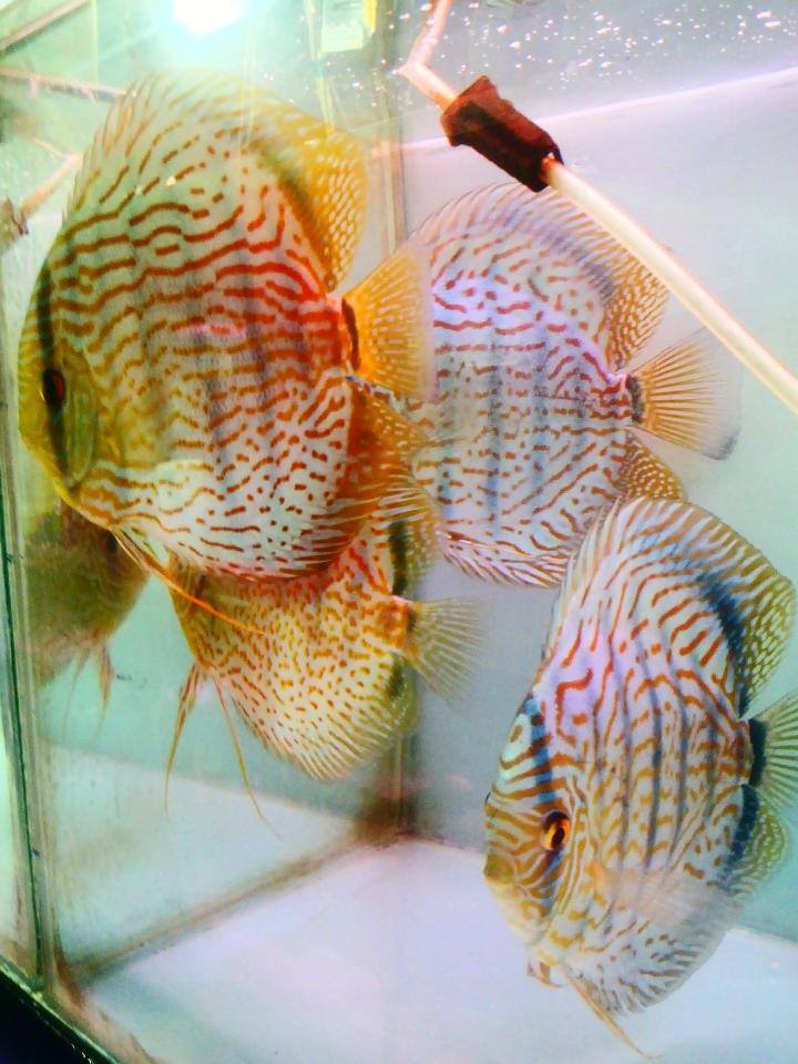 Discus | WHOLESALE INDONESIA TROPICAL FISH / AQUARIUM FISH / RARE ...