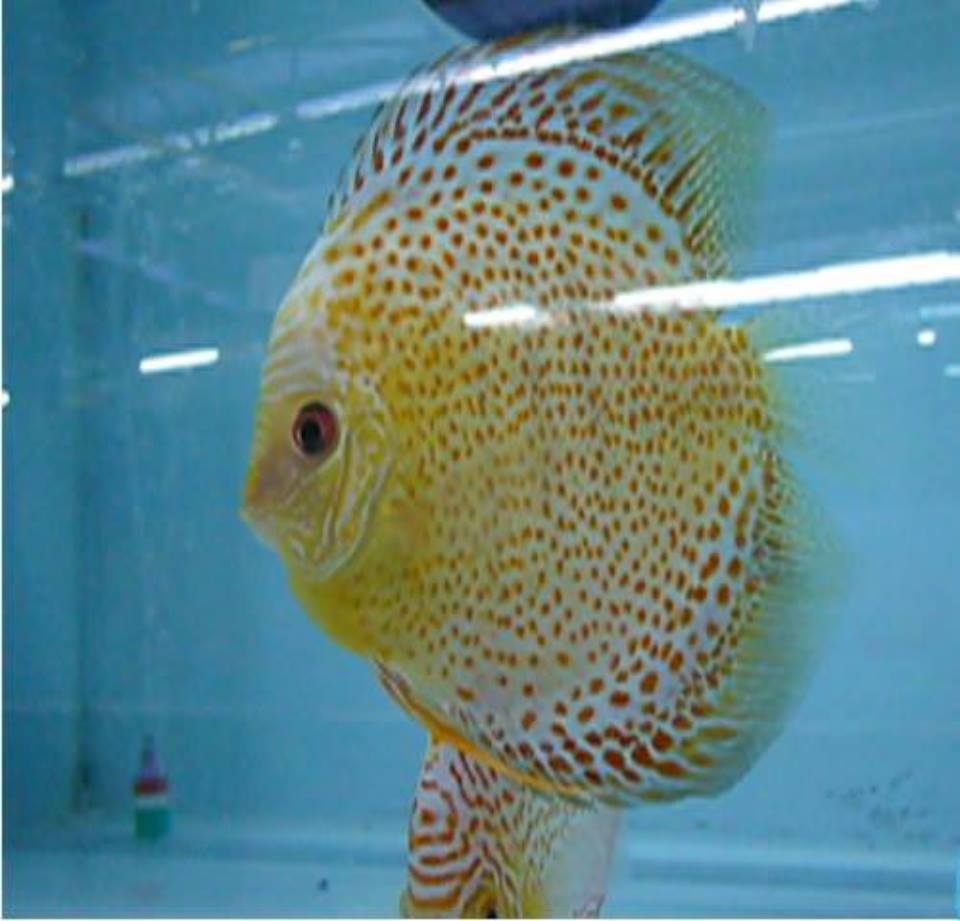 Discus | WHOLESALE INDONESIA TROPICAL FISH / AQUARIUM FISH / RARE ...