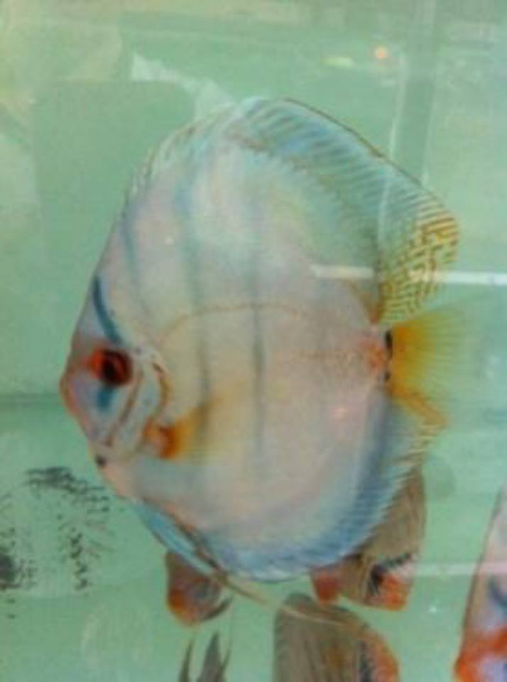 Discus | WHOLESALE INDONESIA TROPICAL FISH / AQUARIUM FISH / RARE ...