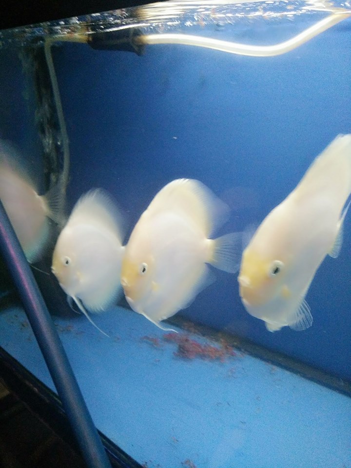 Discus | WHOLESALE INDONESIA TROPICAL FISH / AQUARIUM FISH / RARE ...