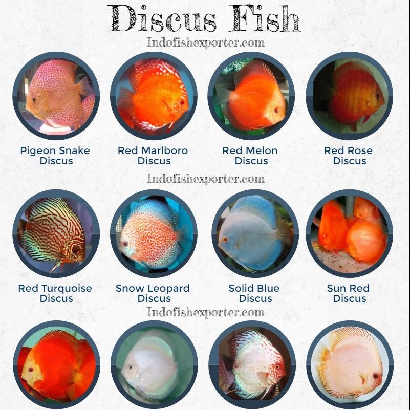 Discus Fish Stocklist | WHOLESALE INDONESIA TROPICAL FISH / AQUARIUM ...