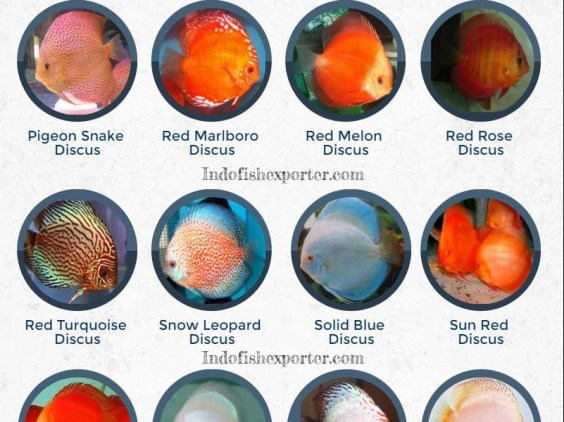 WHOLESALE INDONESIA TROPICAL FISH / AQUARIUM FISH / RARE & EXOTIC FISH ...