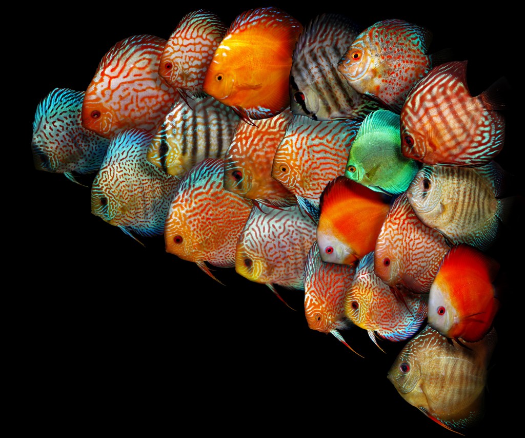 Discus Fish Stocklist | WHOLESALE INDONESIA TROPICAL FISH / AQUARIUM ...