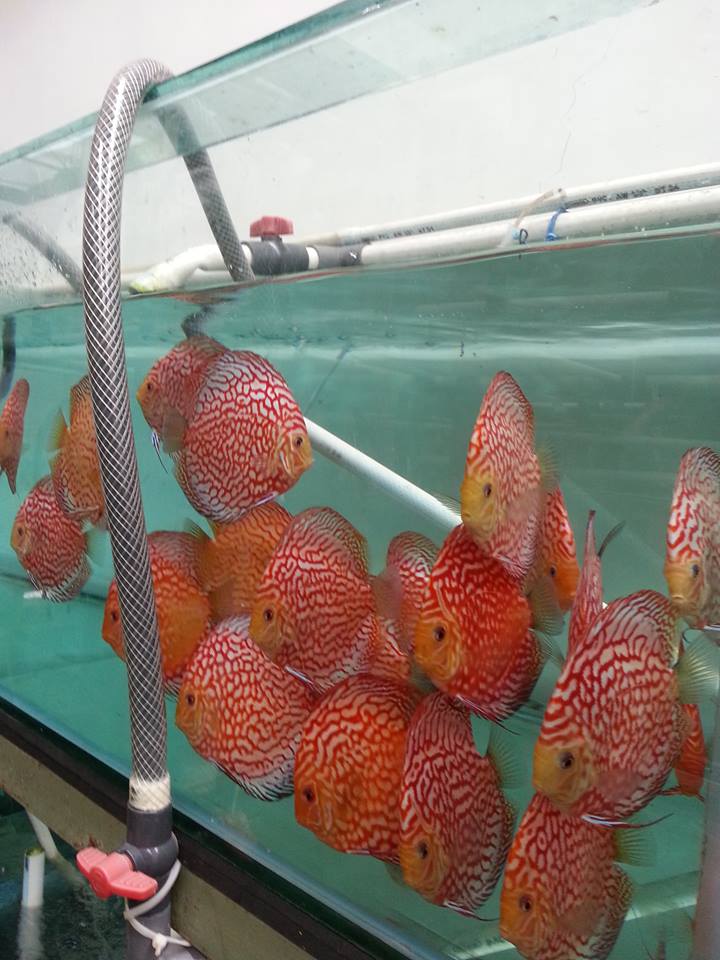 Discus | WHOLESALE INDONESIA TROPICAL FISH / AQUARIUM FISH / RARE ...