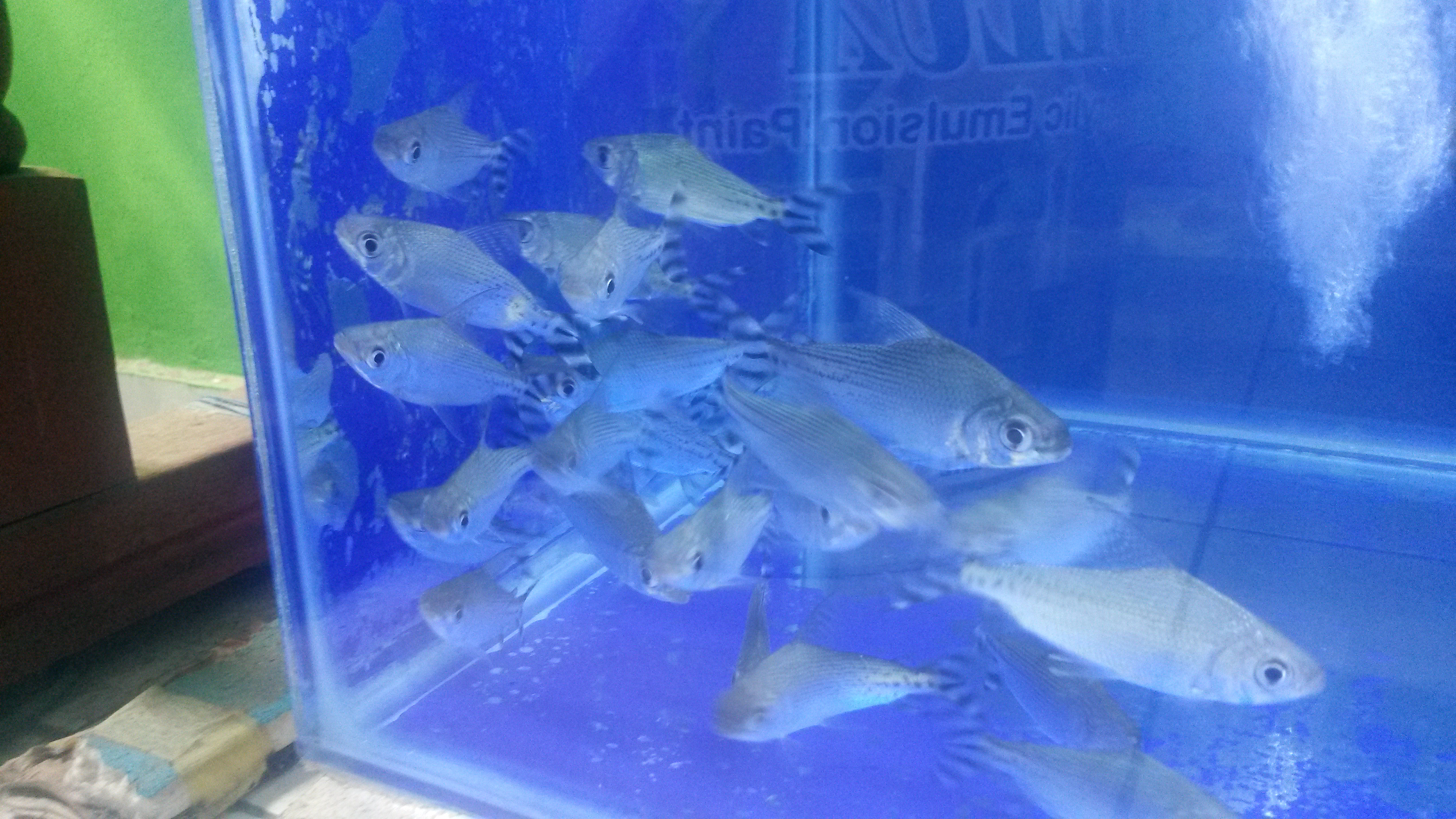 Yellow Flagtail Tetra / Flagtail Characin (Semaprochilodus taeniurus ...