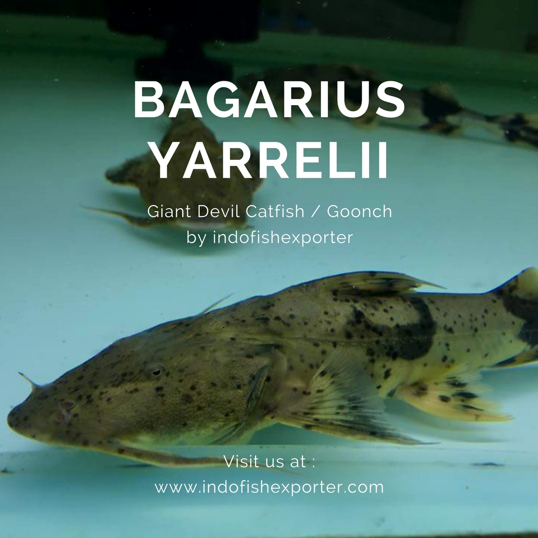 Bagarius Yareli Size 20-25 Cm | WHOLESALE INDONESIA TROPICAL FISH ...