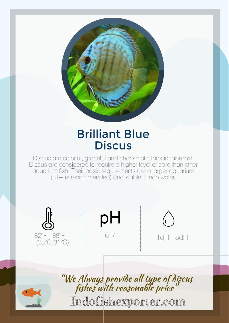 Brilliant Blue Discus | WHOLESALE INDONESIA TROPICAL FISH / AQUARIUM ...
