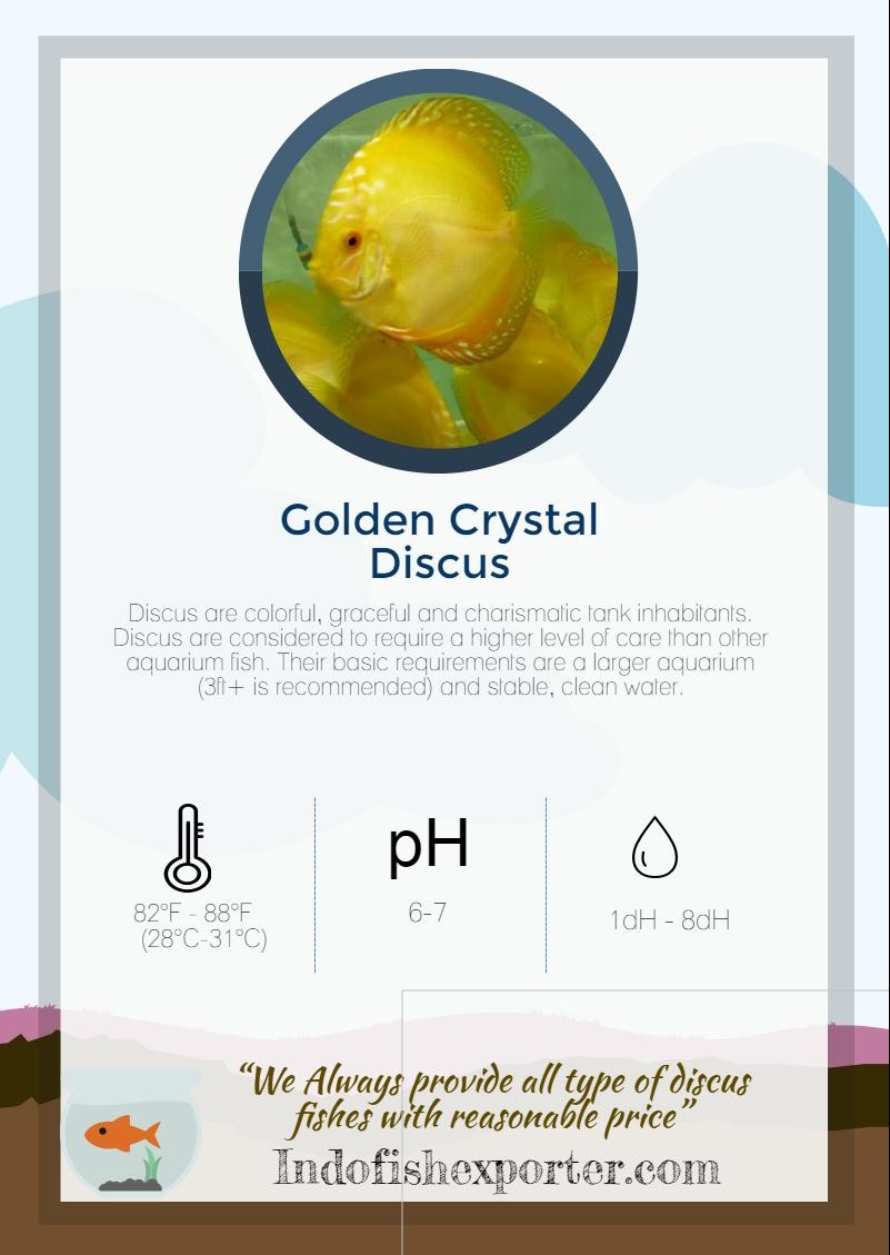 Golden Crystal Discus | WHOLESALE INDONESIA TROPICAL FISH / AQUARIUM ...