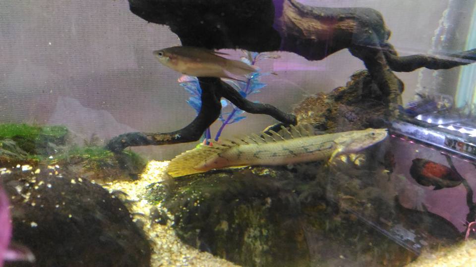 Congo Bichir (Polypterus congicus) | WHOLESALE INDONESIA TROPICAL FISH ...