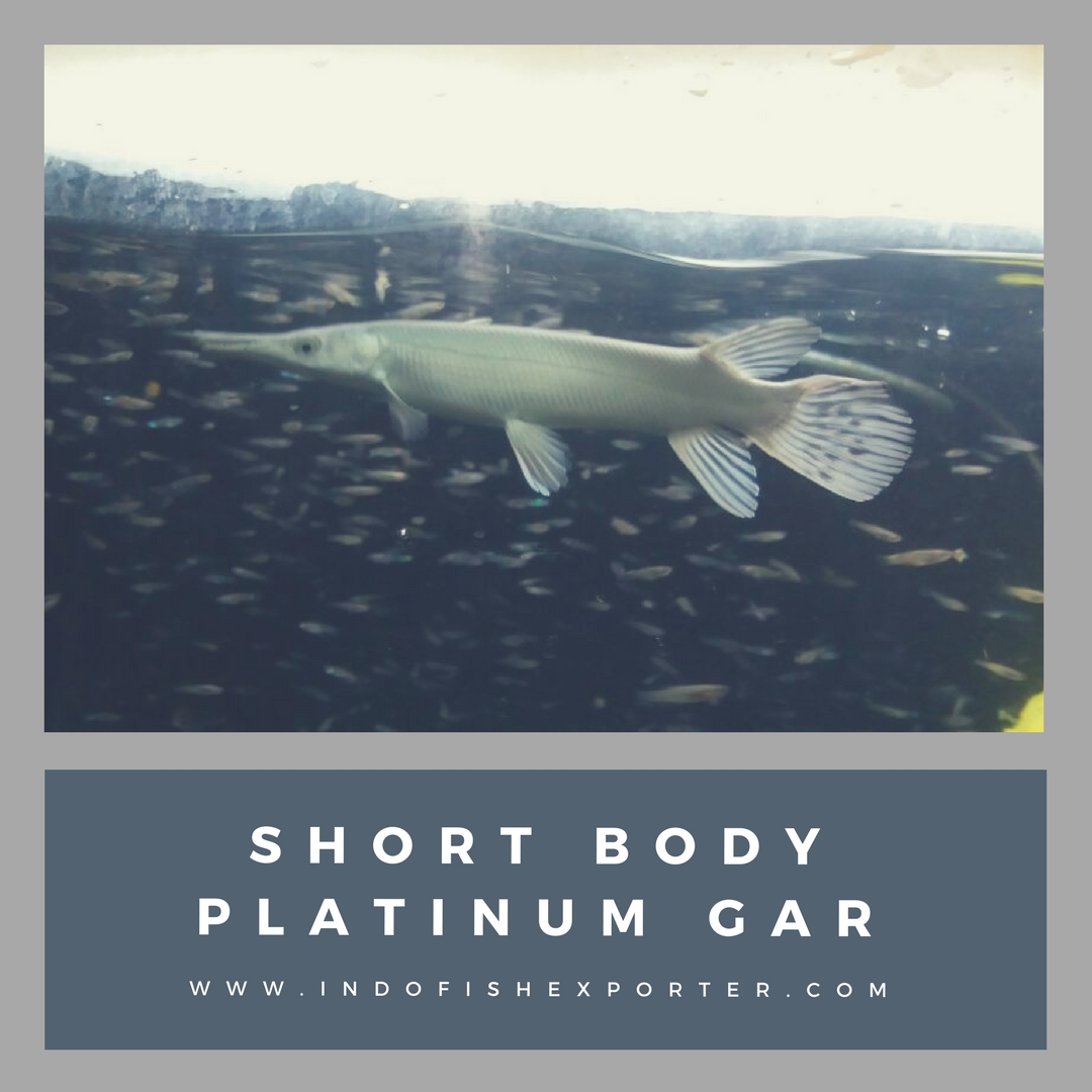 Short Body Platinum Gar | WHOLESALE INDONESIA TROPICAL FISH / AQUARIUM ...