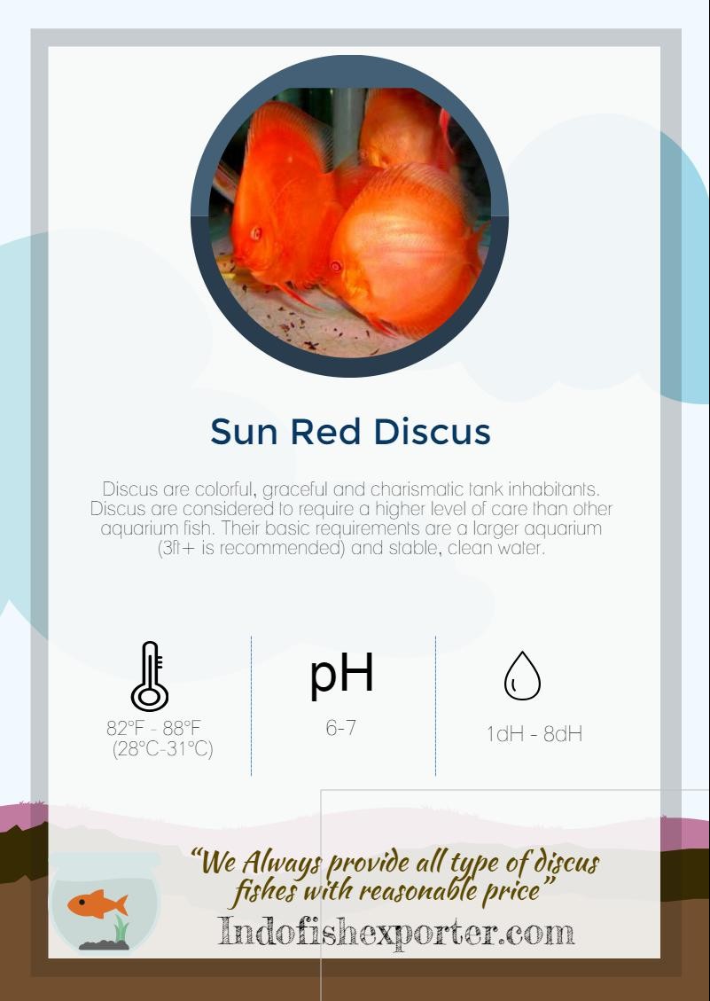 Sun Red Discus | WHOLESALE INDONESIA TROPICAL FISH / AQUARIUM FISH ...
