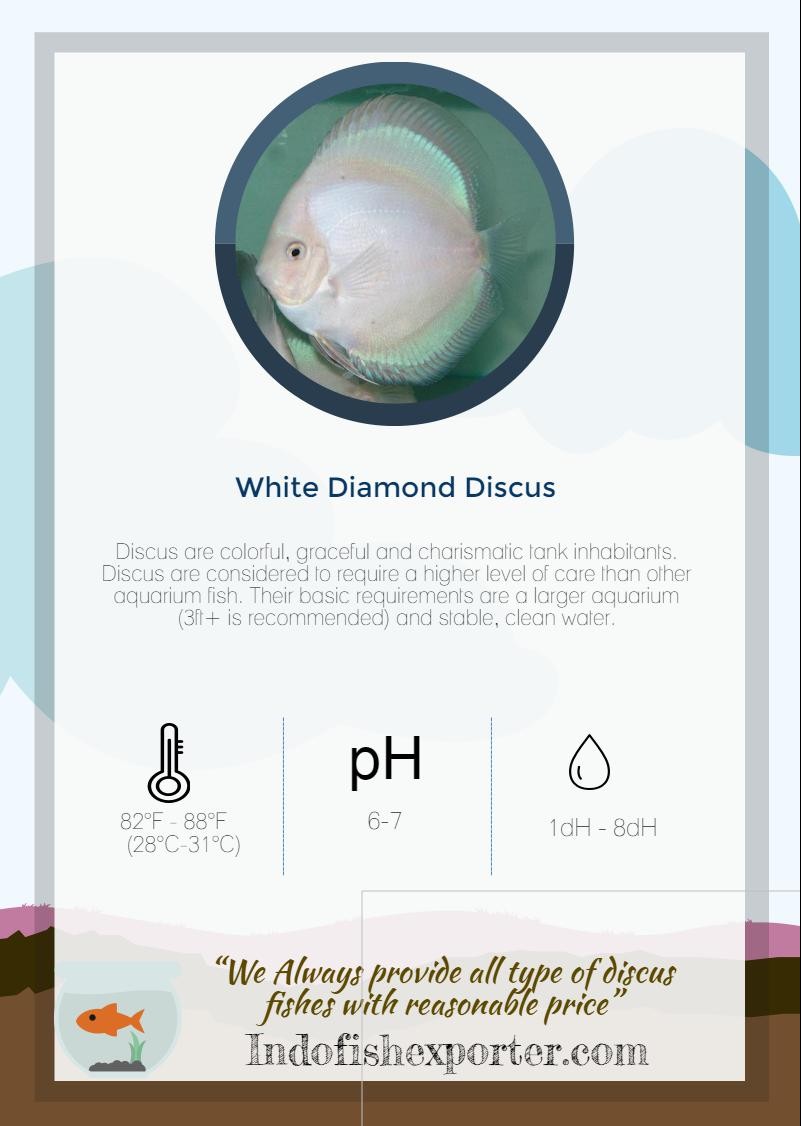 White Diamond Discus | WHOLESALE INDONESIA TROPICAL FISH / AQUARIUM ...