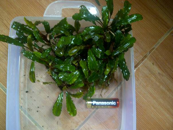Bucephalandra 2 | WHOLESALE INDONESIA TROPICAL FISH / AQUARIUM FISH ...