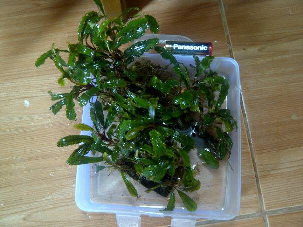 Bucephalandra | WHOLESALE INDONESIA TROPICAL FISH / AQUARIUM FISH ...