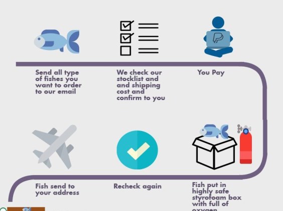 WHOLESALE INDONESIA TROPICAL FISH / AQUARIUM FISH / RARE & EXOTIC FISH ...