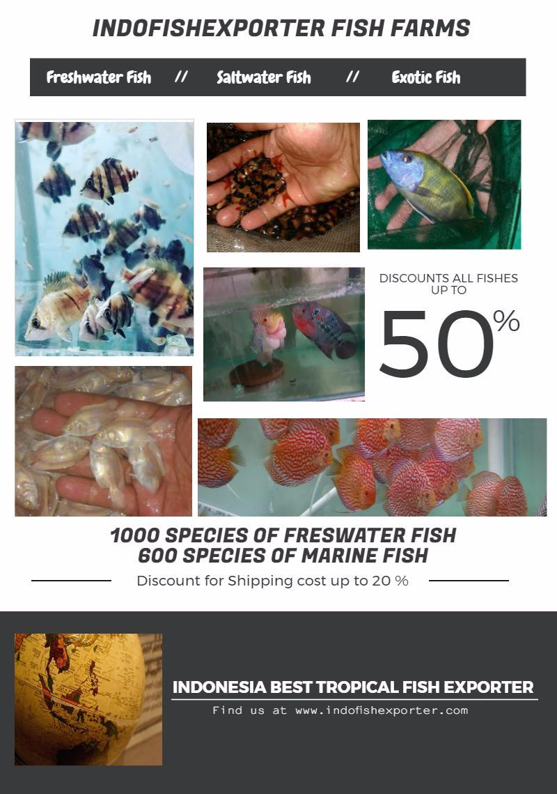 WHOLESALE INDONESIA TROPICAL FISH / AQUARIUM FISH / RARE & EXOTIC FISH ...