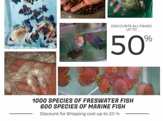 WHOLESALE INDONESIA TROPICAL FISH / AQUARIUM FISH / RARE & EXOTIC FISH ...