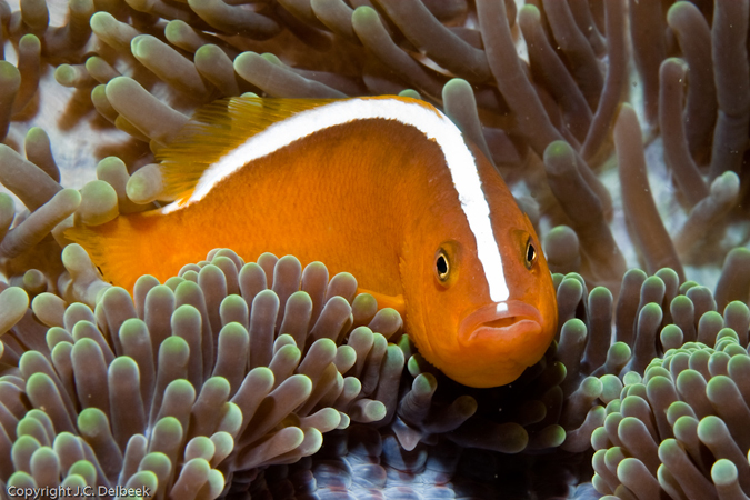 Anemone Fish | WHOLESALE INDONESIA TROPICAL FISH / AQUARIUM FISH / RARE ...
