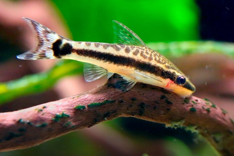 Otocinclus Catfish – Otocinclus vittatus | WHOLESALE INDONESIA TROPICAL ...