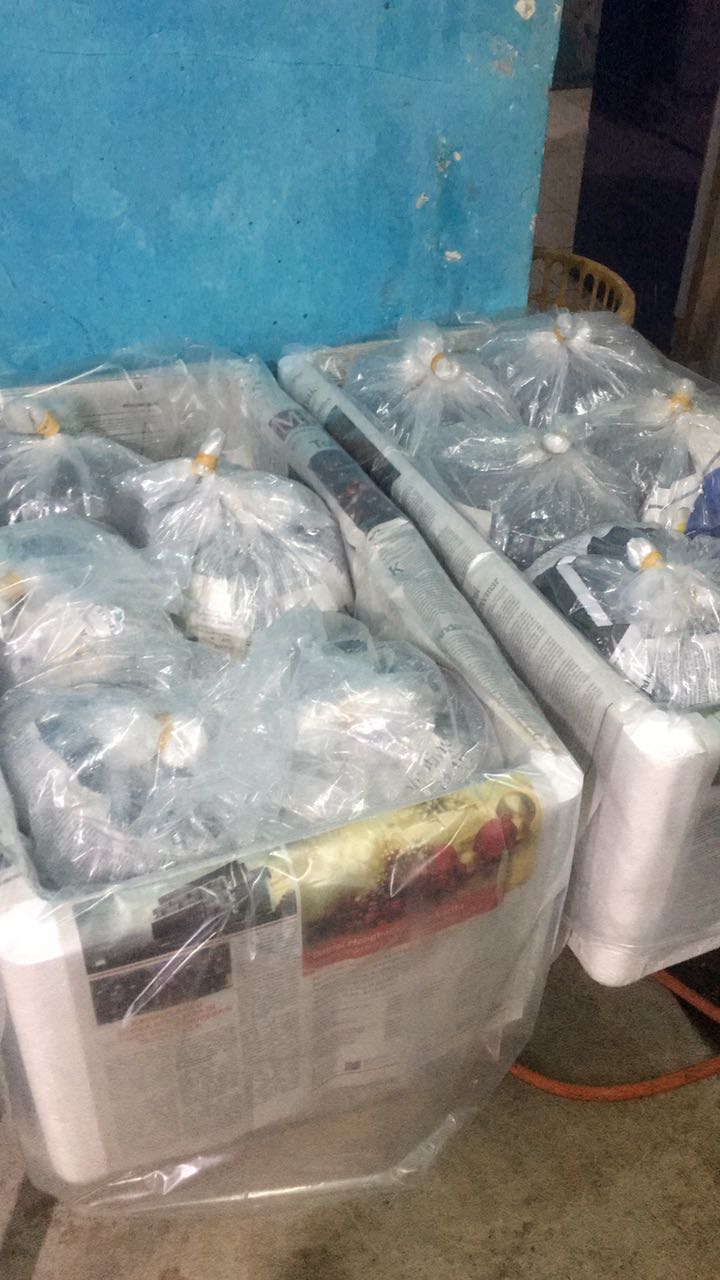 Prepare for Export | WHOLESALE INDONESIA TROPICAL FISH / AQUARIUM FISH ...