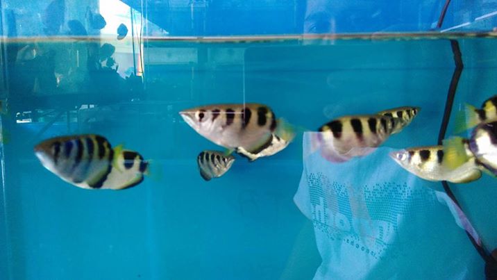Archer Fish | WHOLESALE INDONESIA TROPICAL FISH / AQUARIUM FISH / RARE ...