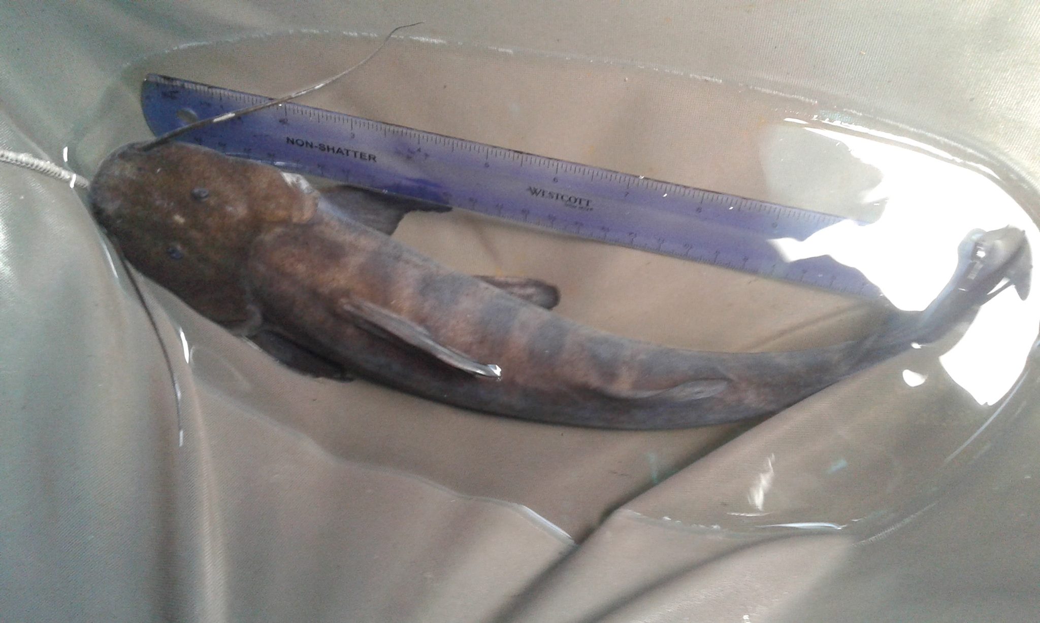 Gold Zebra Catfish (Brachyplatystoma juruense) | WHOLESALE INDONESIA ...