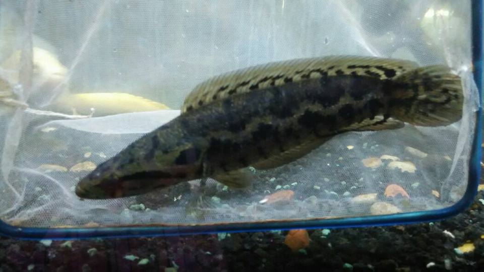 Forest Snakehead (Channa Lucius) | WHOLESALE INDONESIA TROPICAL FISH ...