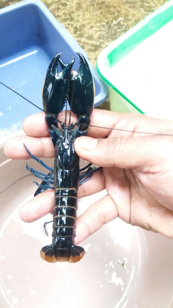 Cherax Blue Moon | WHOLESALE INDONESIA TROPICAL FISH / AQUARIUM FISH ...