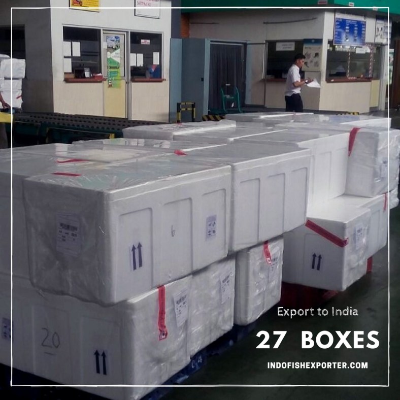 WHOLESALE INDONESIA TROPICAL FISH / AQUARIUM FISH / RARE & EXOTIC FISH ...