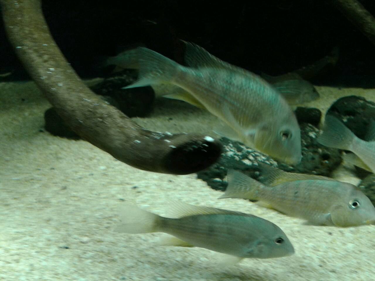 Redhump Eartheater (Geophagus hondae) | WHOLESALE INDONESIA TROPICAL ...