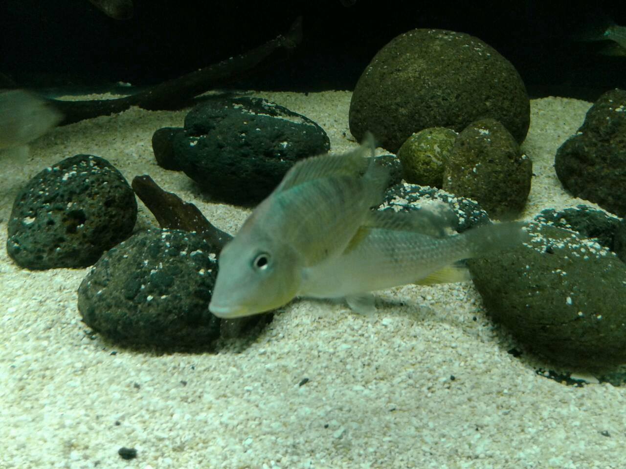 Redhump Eartheater (Geophagus hondae) | WHOLESALE INDONESIA TROPICAL ...