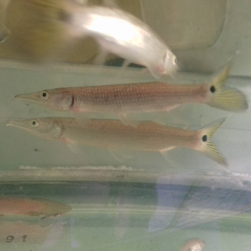 Hujeta (Ctenolucius hujeta) | WHOLESALE INDONESIA TROPICAL FISH ...