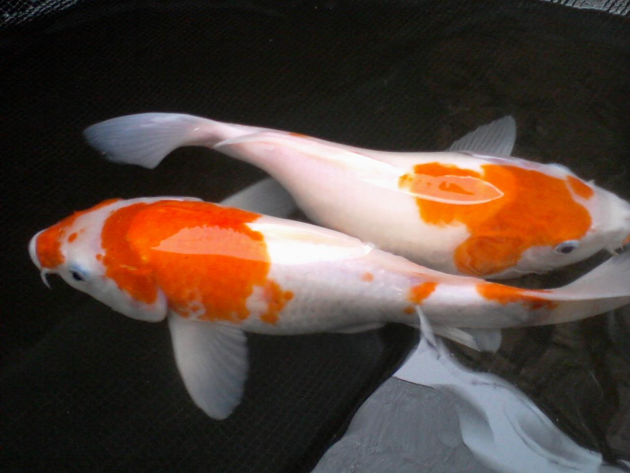Koi Short Body | WHOLESALE INDONESIA TROPICAL FISH / AQUARIUM FISH ...