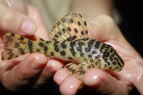 L134 Leopard Frog Pleco (Peckoltia Compta) | WHOLESALE INDONESIA ...