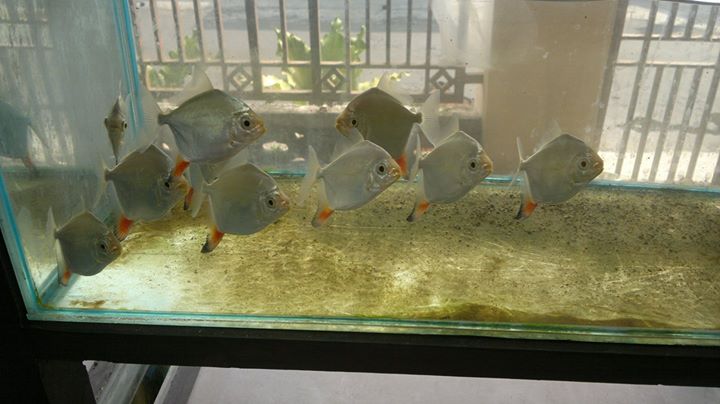 Myleus Redhook | WHOLESALE INDONESIA TROPICAL FISH / AQUARIUM FISH ...