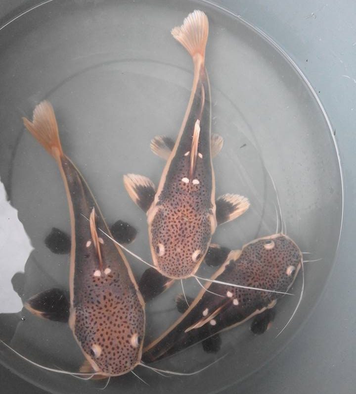 RTC (Red Tail Catfish) | WHOLESALE INDONESIA TROPICAL FISH / AQUARIUM ...