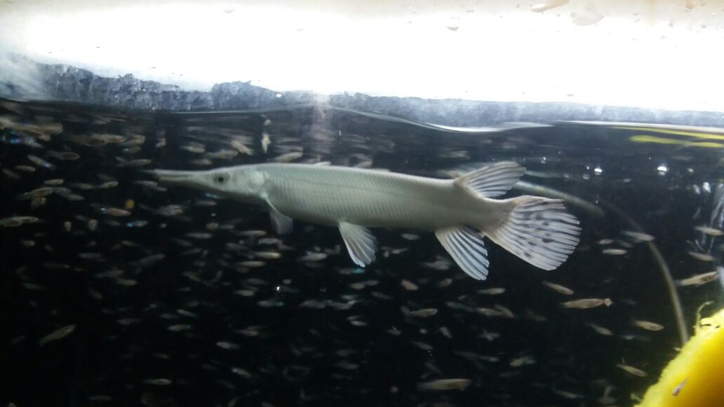 Short Body Platinum Gar | WHOLESALE INDONESIA TROPICAL FISH / AQUARIUM ...